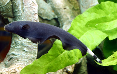 Peces y plantas ornamentales: Apteronotus Albifrons - Pez cuchillo negro