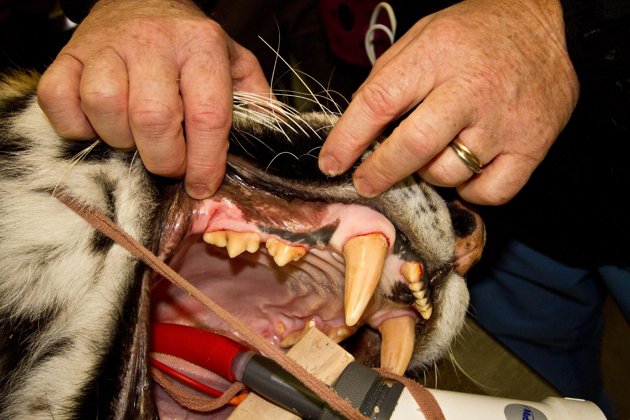 The ultimate video platform for your business: Dentist performs root ...