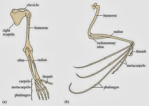 Anthroplogy 101: Analogy and Homology
