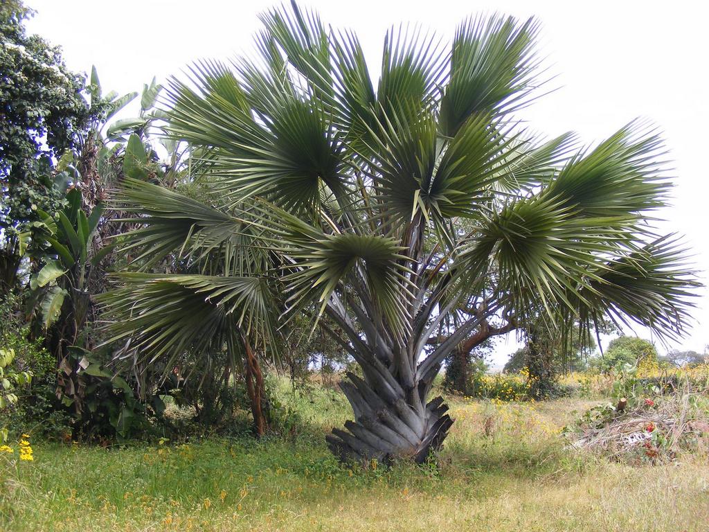 Borassus aethiopum «palmera abanico africana» - Id Plantae