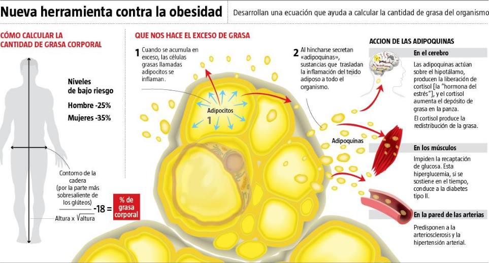 Vamos por tus metas: CALCULA TU NIVEL DE GRASA CORPORAL EN TU CASA