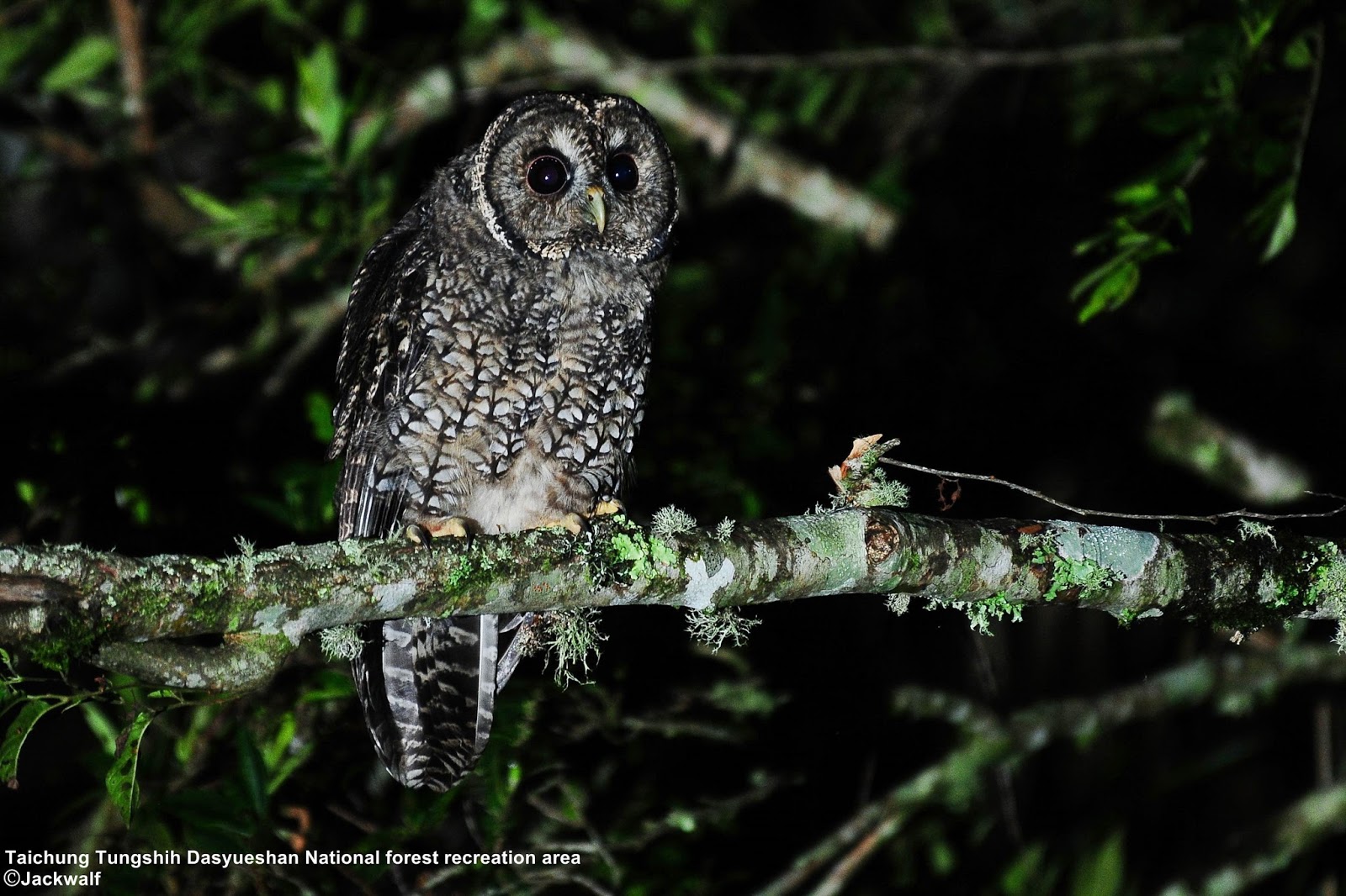 鳥鳥人生 : Taichung Tungshih Dasyueshan National forest recreation area ...