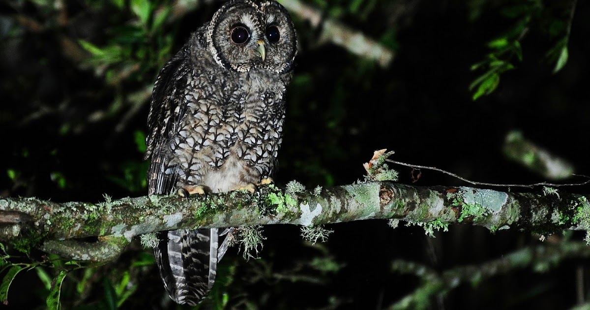 鳥鳥人生 : Taichung Tungshih Dasyueshan National forest recreation area ...