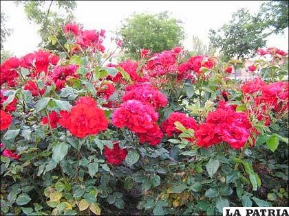 Cómo cuidar los rosales | AGRONOMIA