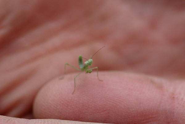 15 Cute Baby Praying Mantises 15 Pics Amazing Creatures 15 Cute Baby Praying Mantises 15 Pics Amazing Creatures