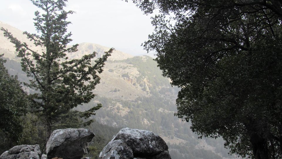 EXPLORE MOUNTAINS: ΣΤΟ ΚΥΠΑΡΙΣΣΟΔΑΣΟΣ ΚΡΙΤΣΑΣ ΓΙΑ ΤΗΝ ΠΑΓΚΟΣΜΙΑ ΗΜΕΡΑ ...