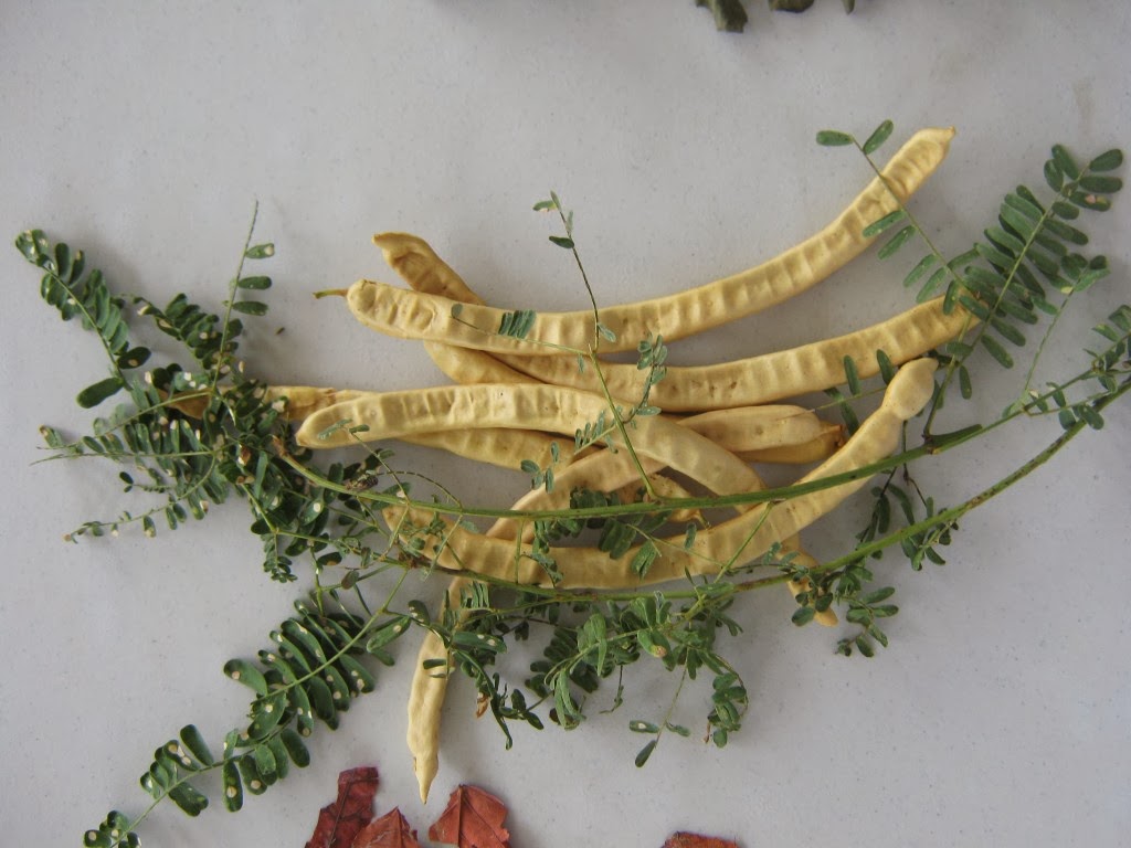 Flora Guajira: El Trupillo