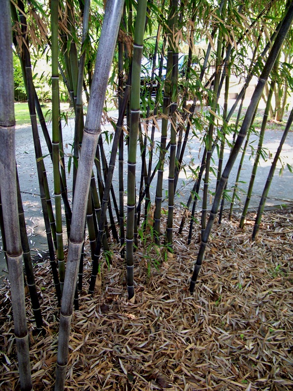 Bill's Big Bamboo: A GARDEN TOUR
