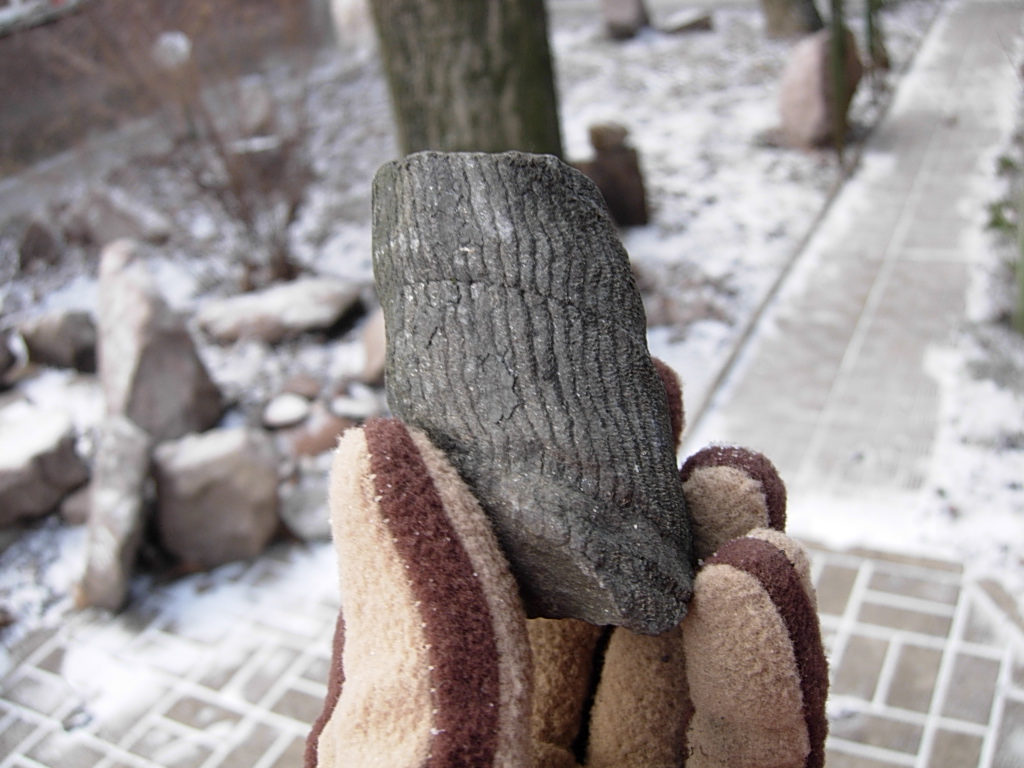 Hunting Wallabee: Каламитовые - древовидные хвощи палеозоя