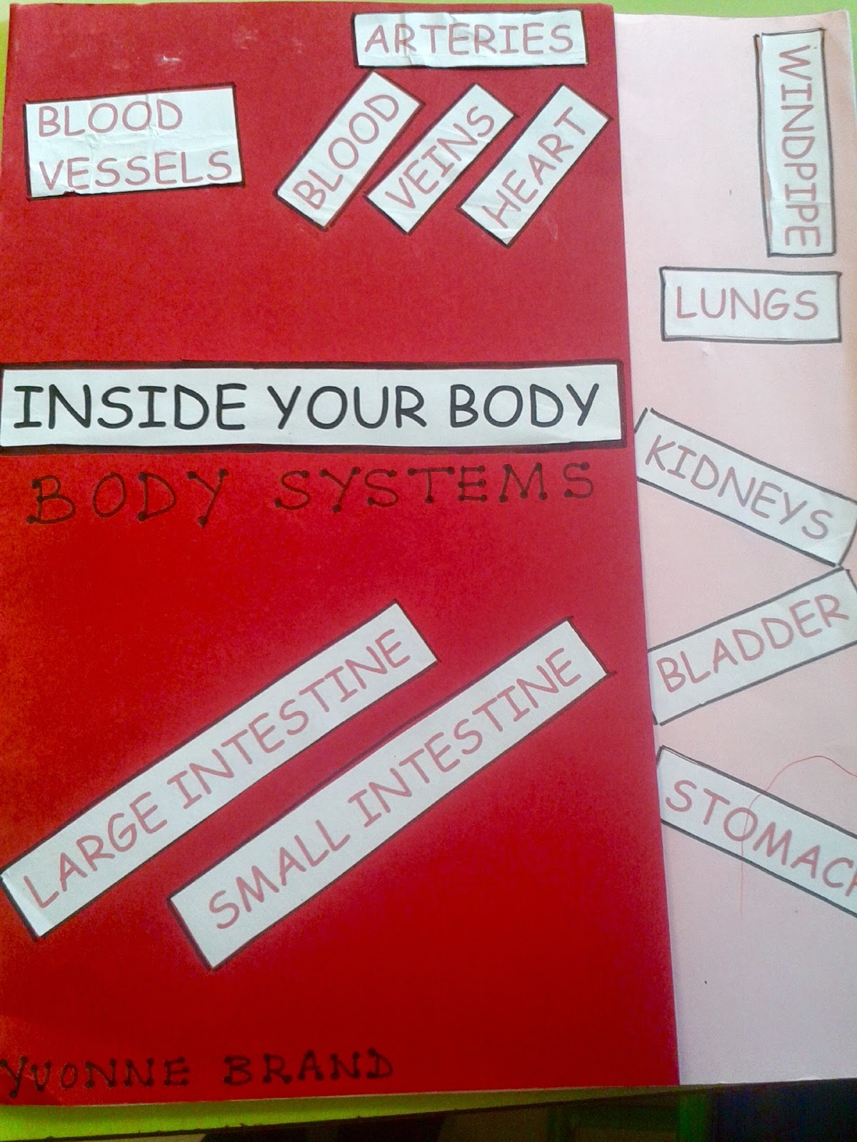Made in England: Body Systems Lapbook
