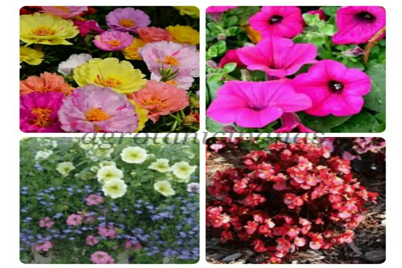 7 Jenis Bunga Hias Gantung yang Memberi Suasana Baru di Rumah ...