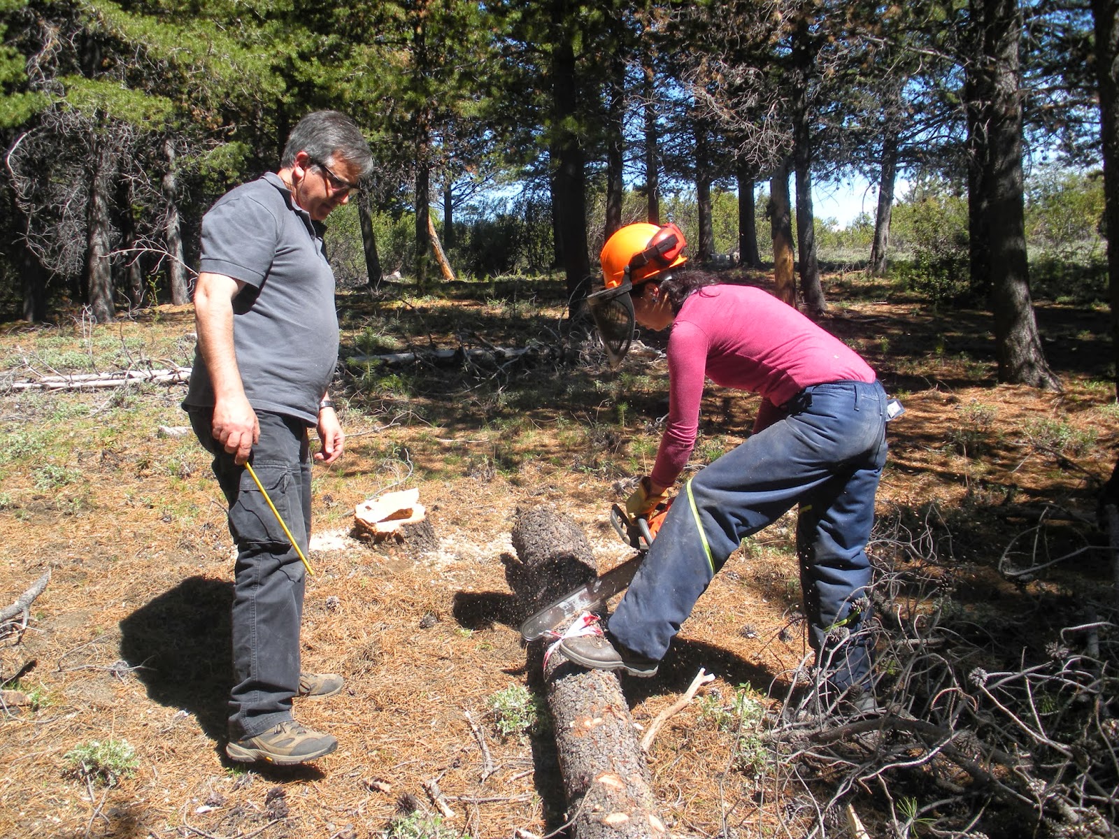 Patagonia Andina Forestal: Colaboración de la Dirección de Producción ...