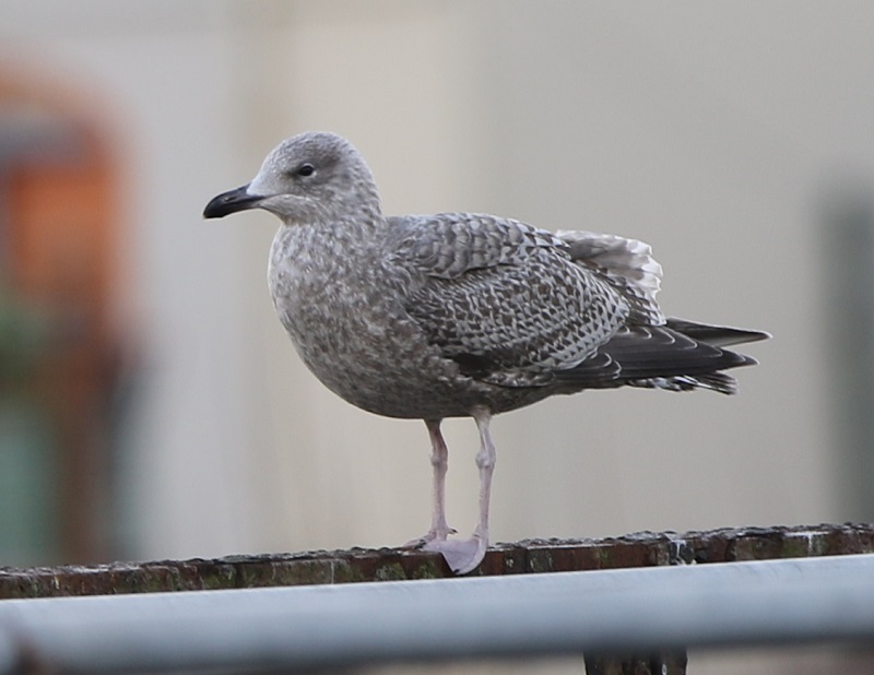 Murfs Wildlife : Northern Gull in Limerick
