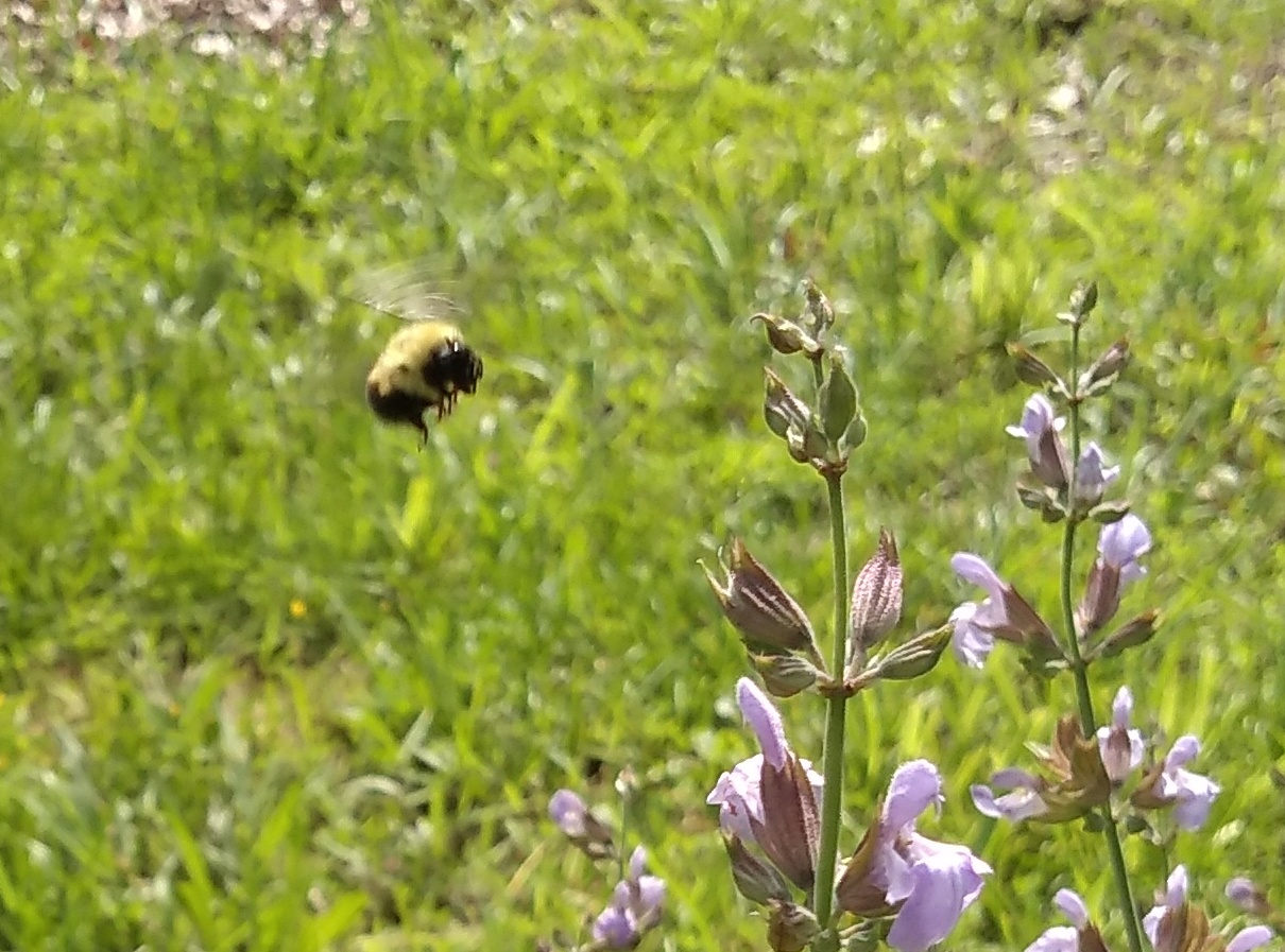 Divinebunbun's Rugged Rural Missouri: Bee That As It May
