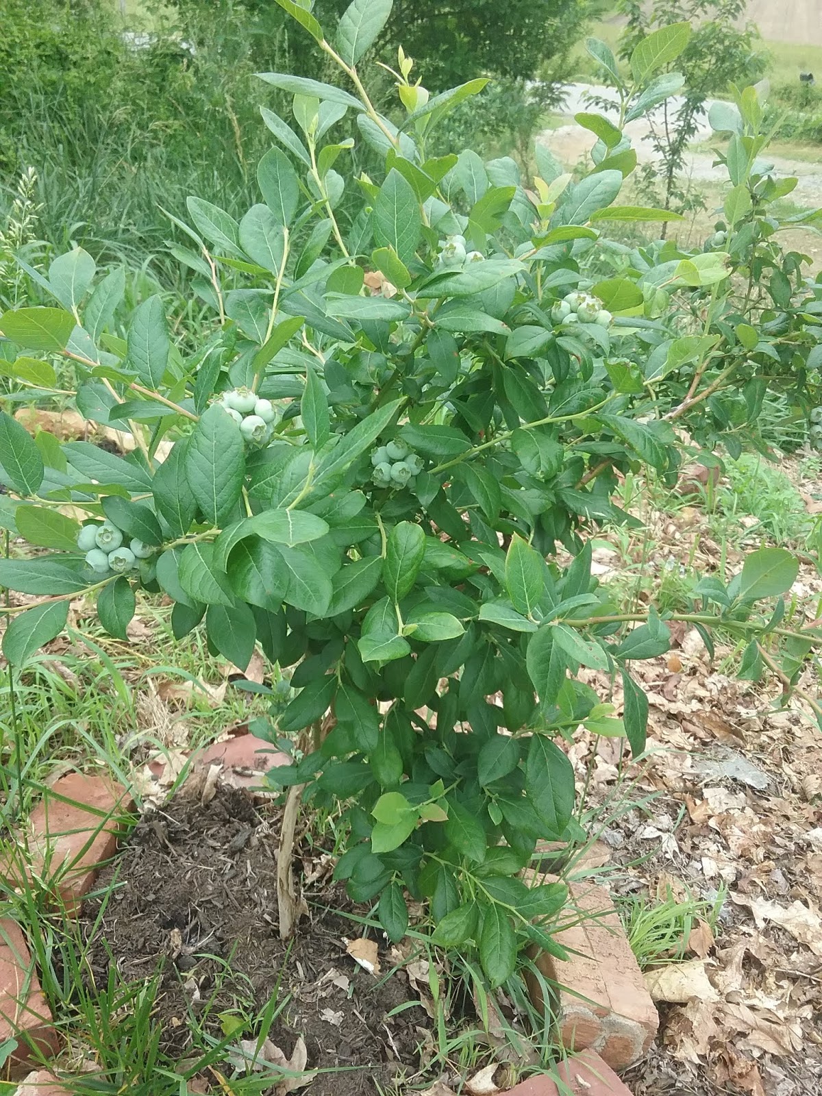 Vegans Living Off the Land: Blueberry & vertical trellis biodiverse garden