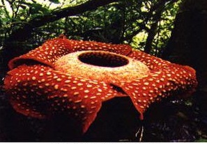 Bunga Raksasa- bunga rafflesia arnoldi Bengkulu | Novie INFO