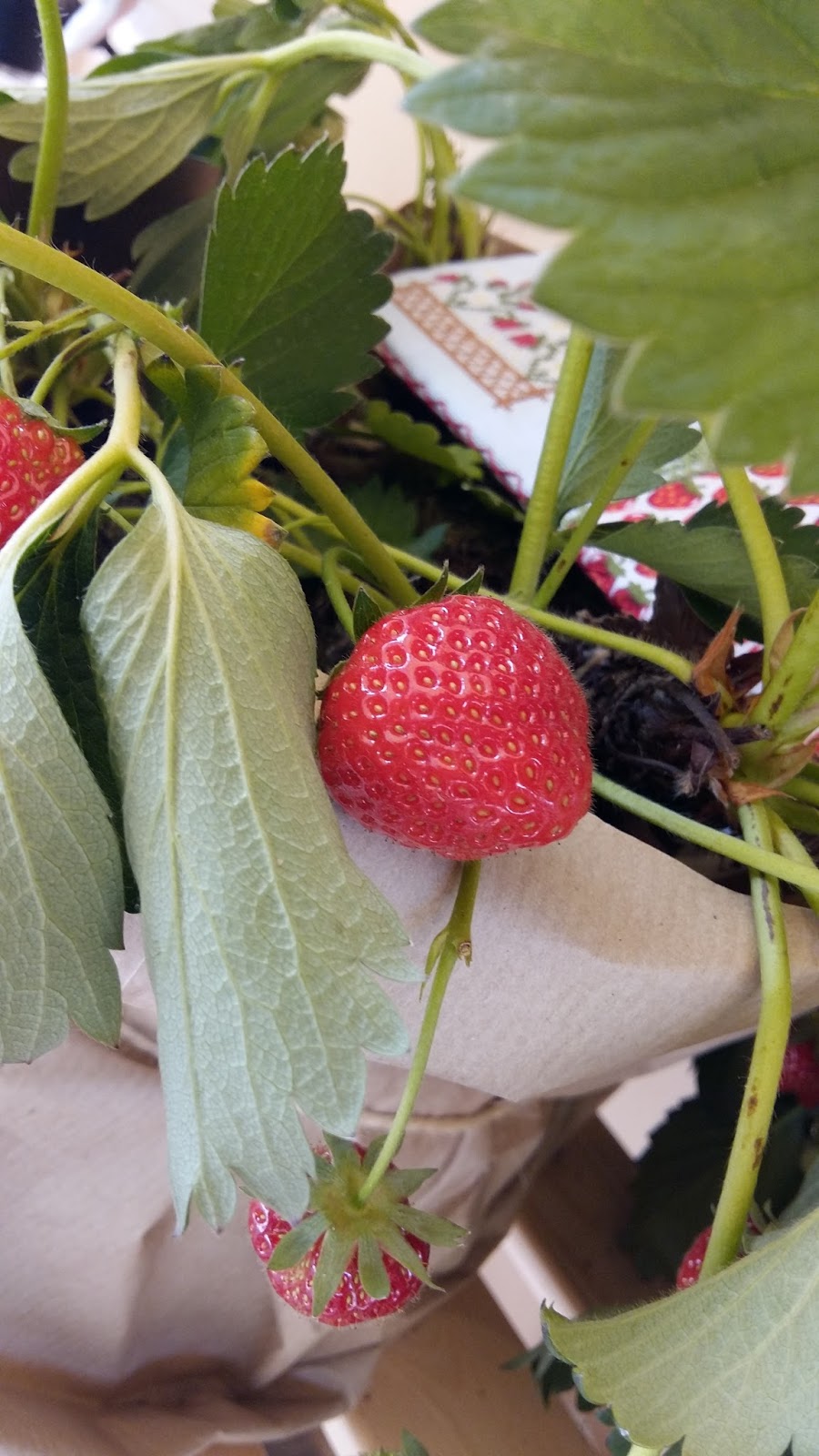 L'AGHINO DI CHICCA: Tra le fragole....