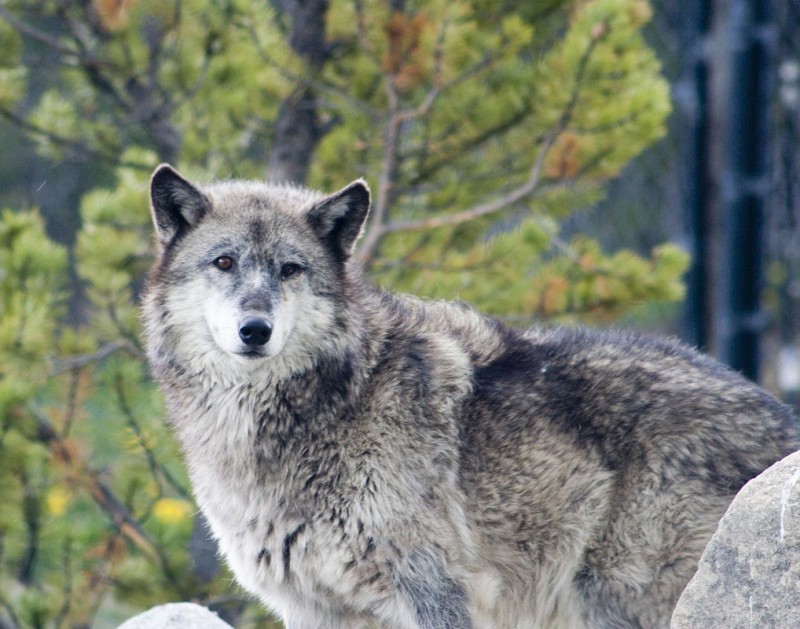 LA GUARIDA DE GRAY WOLF: YELLOWSTONE Y LA RECUPERACION DEL LOBO GRIS