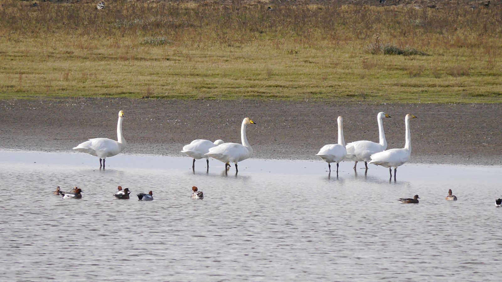 Jim's Birding: Hesketh Out Marsh and Marshside RSPB Reserves