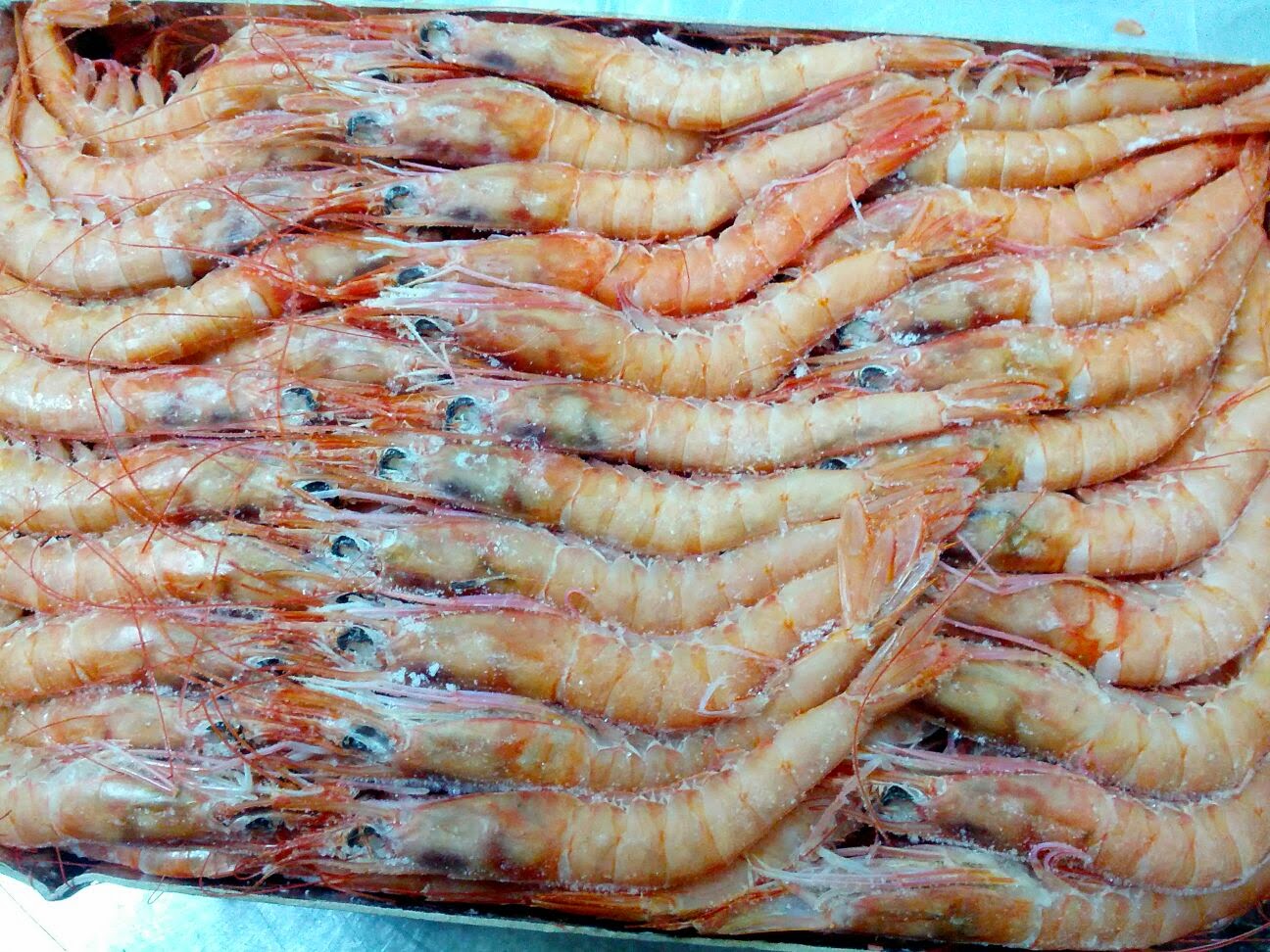 CRUSTACEOS | SAN SEBASTIAN