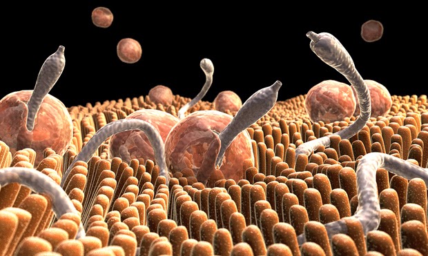 ASESORÍAS SANITARIAS: Diez principales parásitos transmitidos por los ...