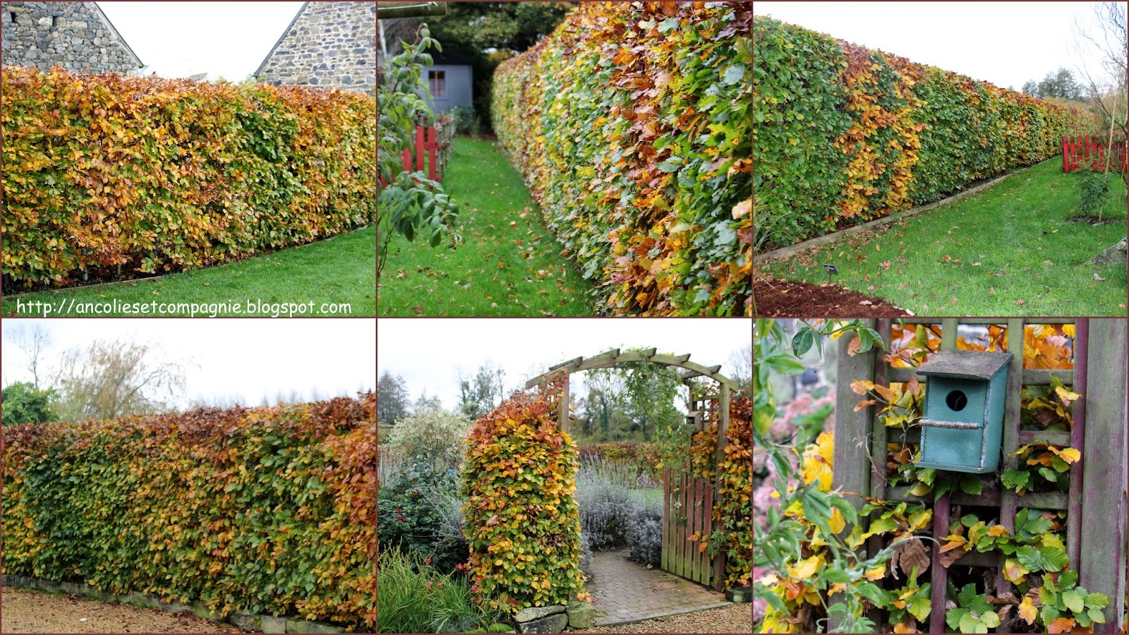 Ancolies & Compagnie !: Cotinus "rouge" & haie de charme "multicolore"