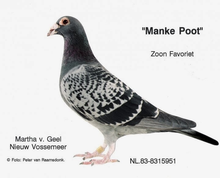 nieripigeons-Holanda racing pigeons: Martha Van Geel SIEMPRE VIGENTE.