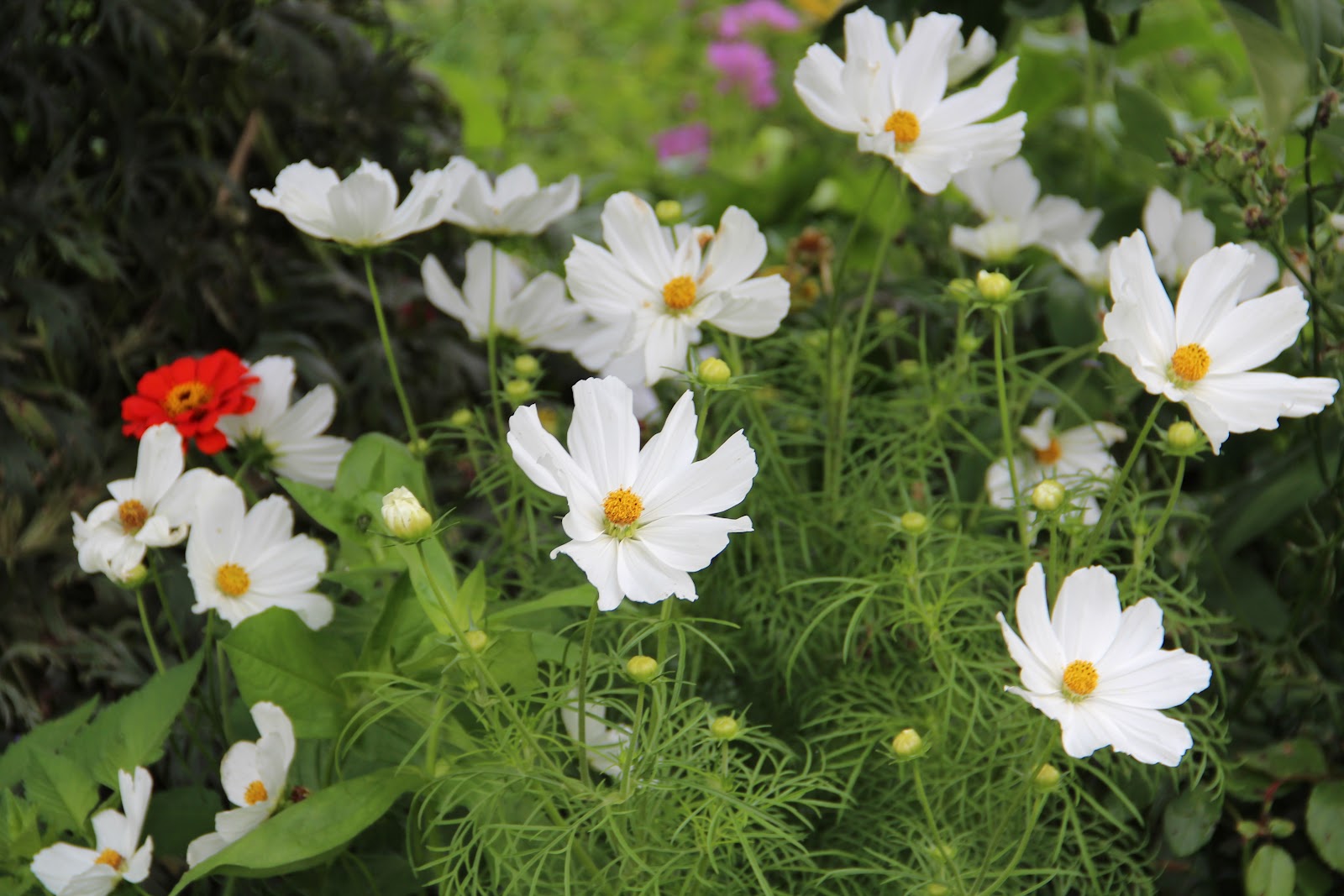 kosmėja paprastoji /Cosmos bipinnatus/