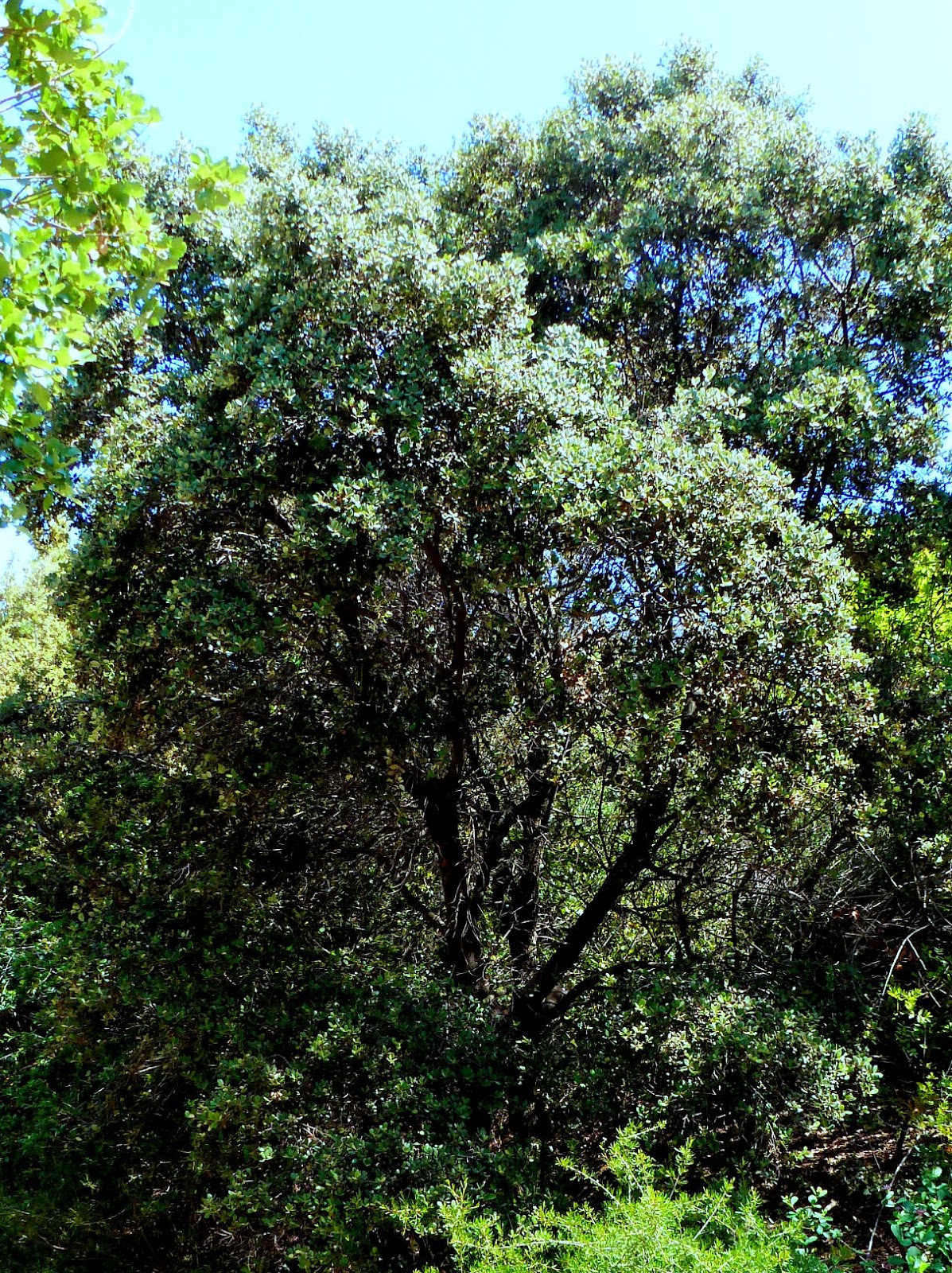 Árboles con alma: Encina "carrasca". (Quercus ilex subsp ballota ó ...