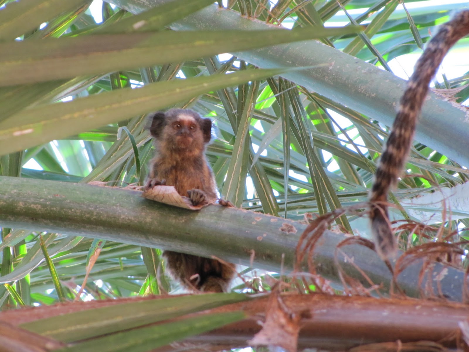 CAMINHANDO NO MATO: MICO ESTRELA, SEMPRE BEM-VINDOS!