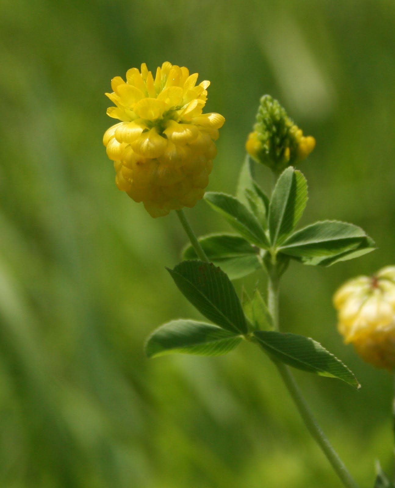 Spicebush Log: Signs of Summer