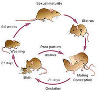 Kawalan Makhluk Perosak (Pest Control): RAT - TIKUS ( VERSI ENGLISH )