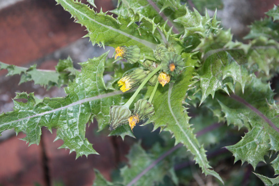 The Dewberry Blog: Sowthistle - Sonchus asper