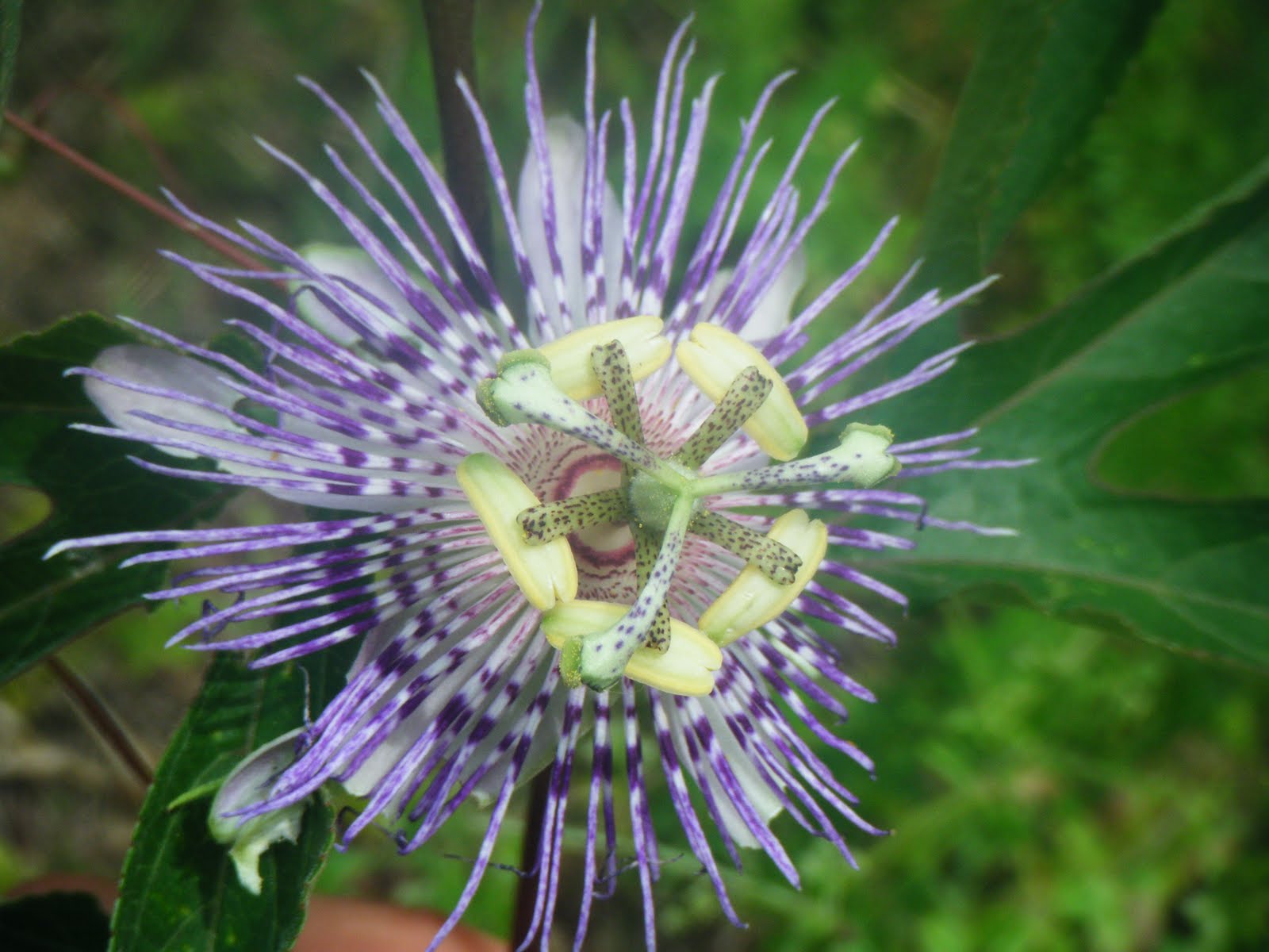 The Botanical Hiker: Passionate about Passionflower