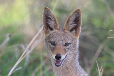 A Collection of Chain Tales: November 4. Story of the Day: The Jackal ...