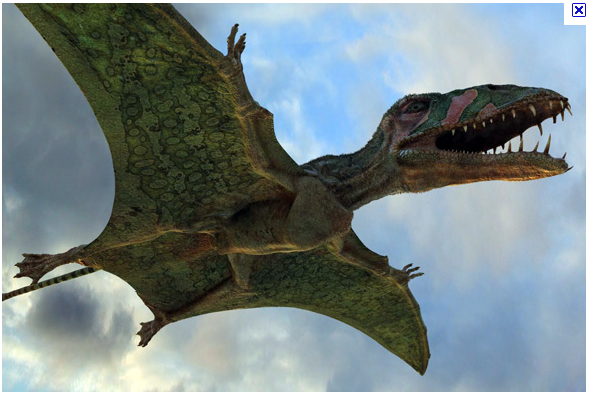 Evolutionary Vertebrate Zoology: May 2012