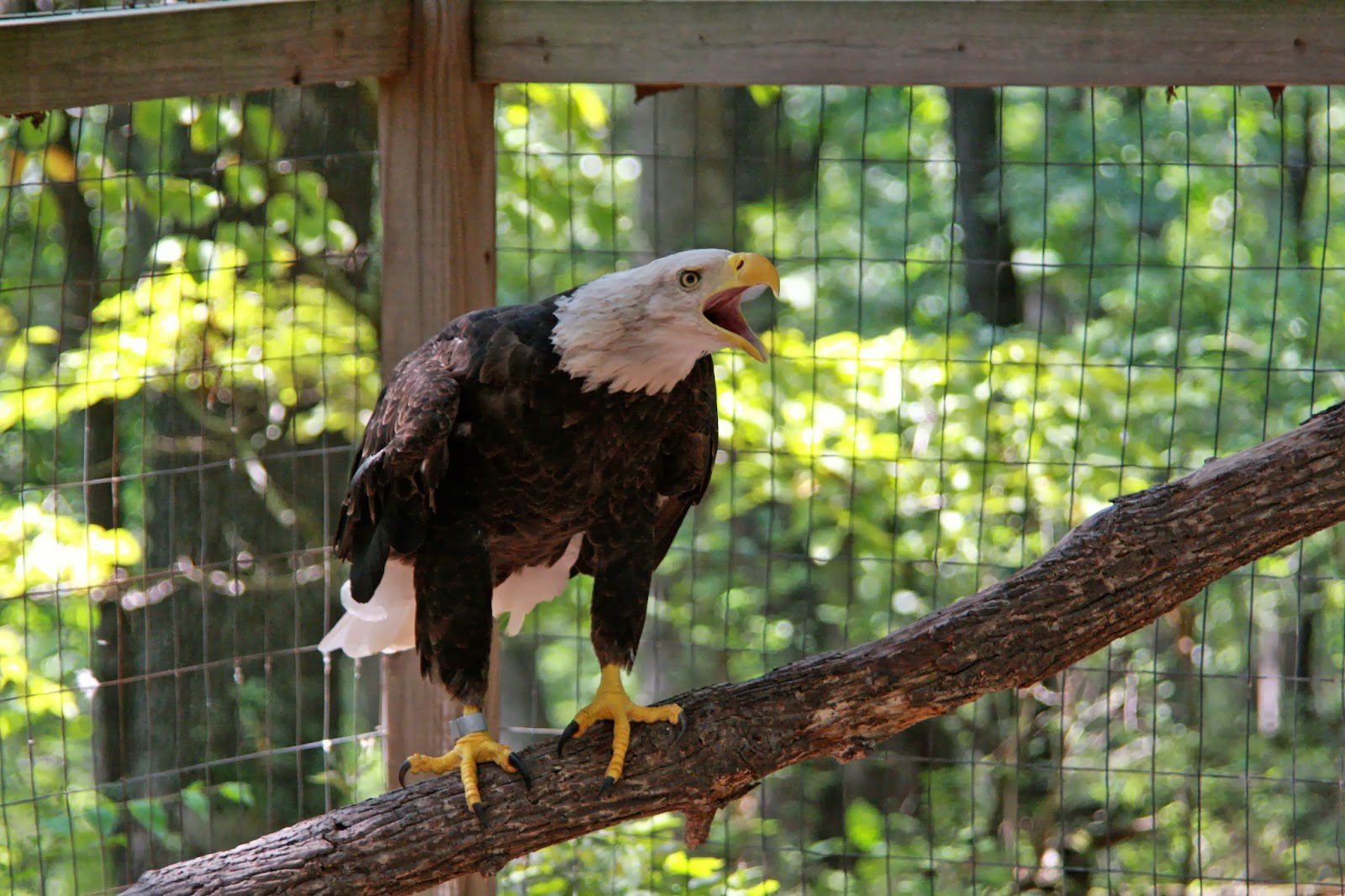World Bird Sanctuary World Bird Sanctuary Is YOUR Bird Sanctuary world-bird-sanctuary-world-bird-sanctuary-is-your-bird-sanctuary