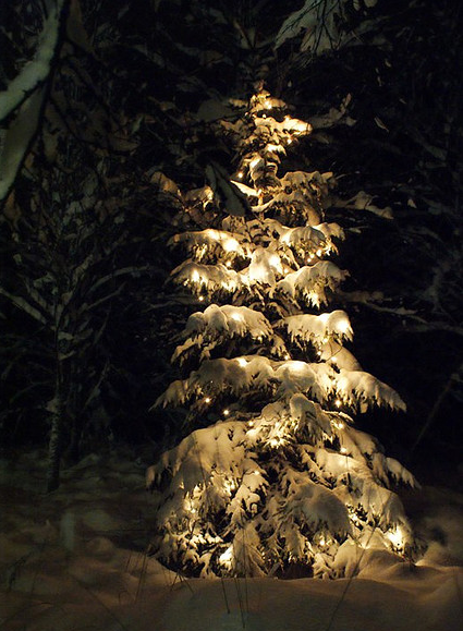 Oh, by the way...: O, Tannenbaum...