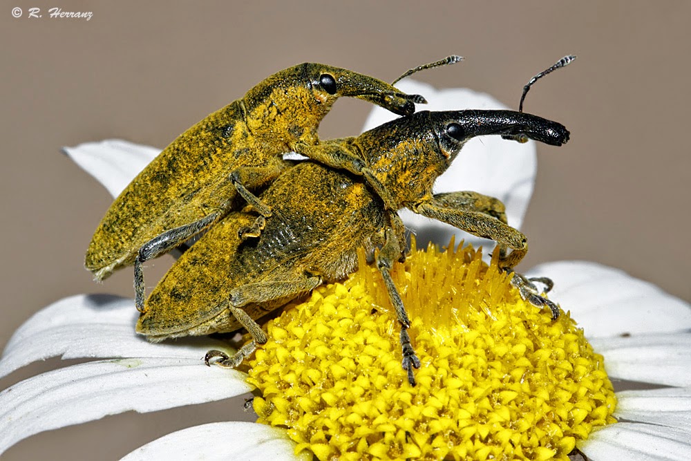 fotosricardo-h: GORGOJOS (COLEÓPTERA : CURCULIONOIDEA) II - Weevils II