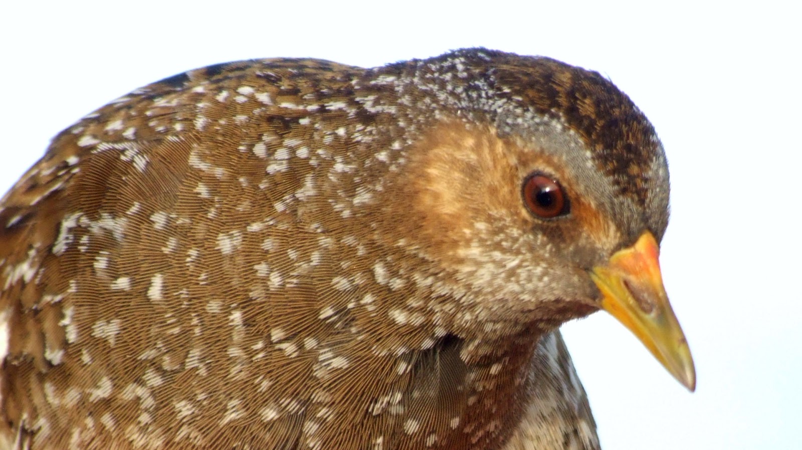 Fair Isle: Spotted Crake in Hand