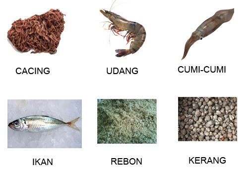 Berbagai Jenis Umpan Alami ~ Trik Memancing