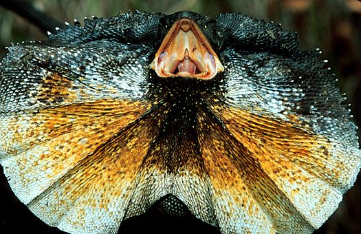 Clamidosaurio de King (Chlamydosaurus kingii)