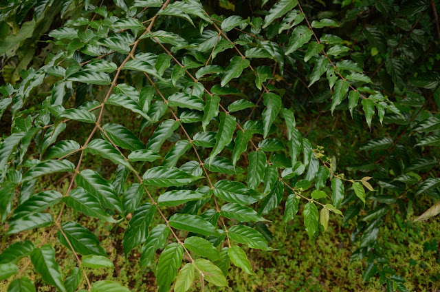 Flora de Puerto Rico Ilustrada Papo Vives: RHAMNACEAE MAESOPSIS EMINI