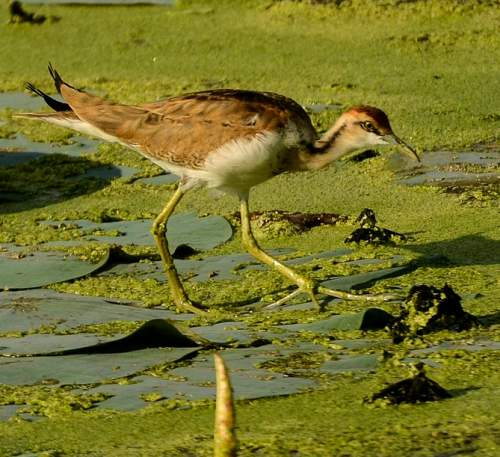 Pheasant-tailed jacana photos | Birds of India | Bird World