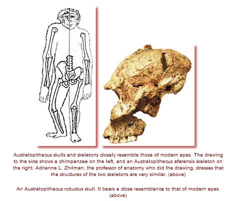 The Fact Of Creation: Australopithecus