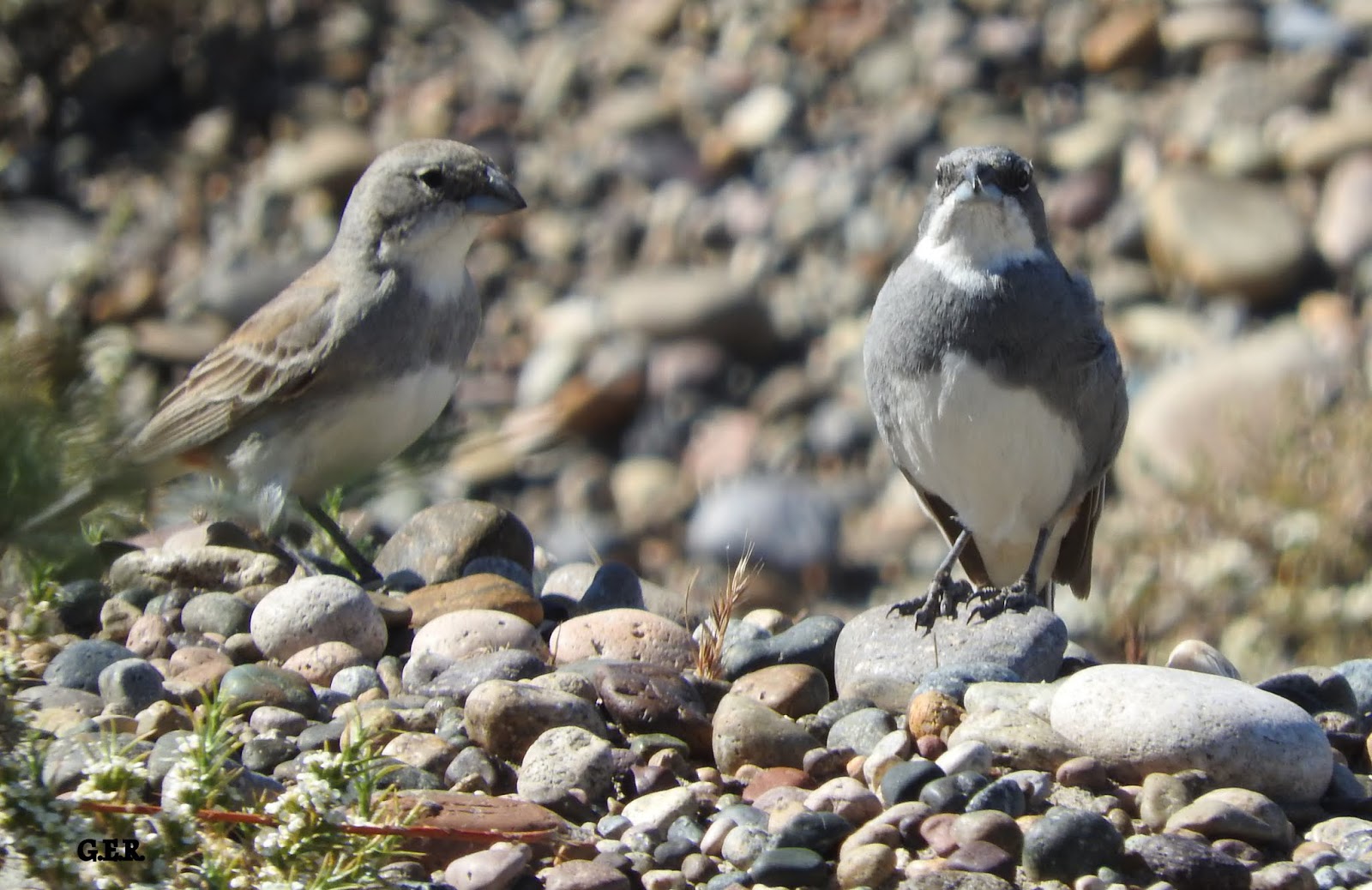 Aves del Golfo San Jorge: Diuca común (Diuca diuca)