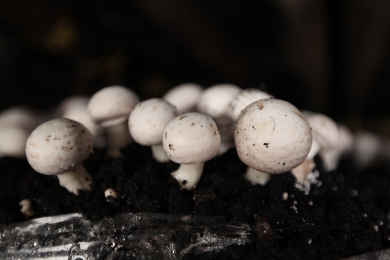 Jenis Jamur Yang Dikonsumsi