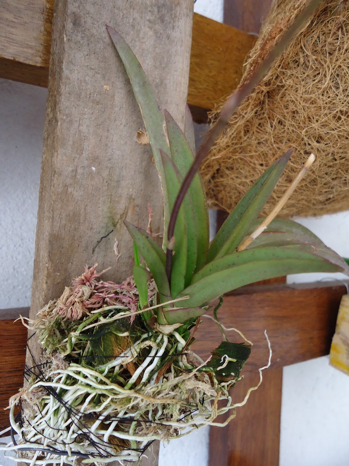 Debbie's Orchids: Orchid trellis