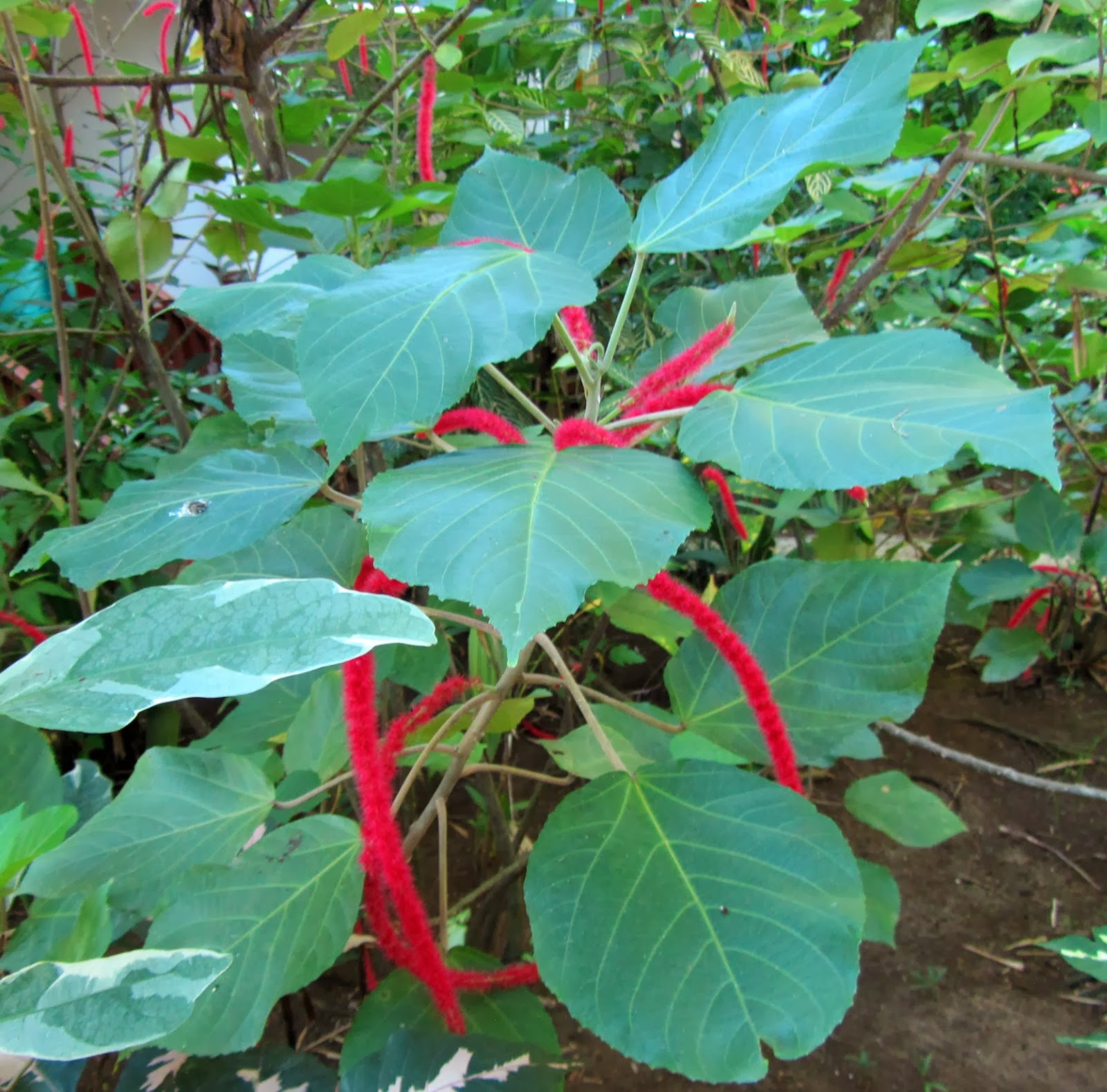 Using Georgia Native Plants: Tropical Cousins