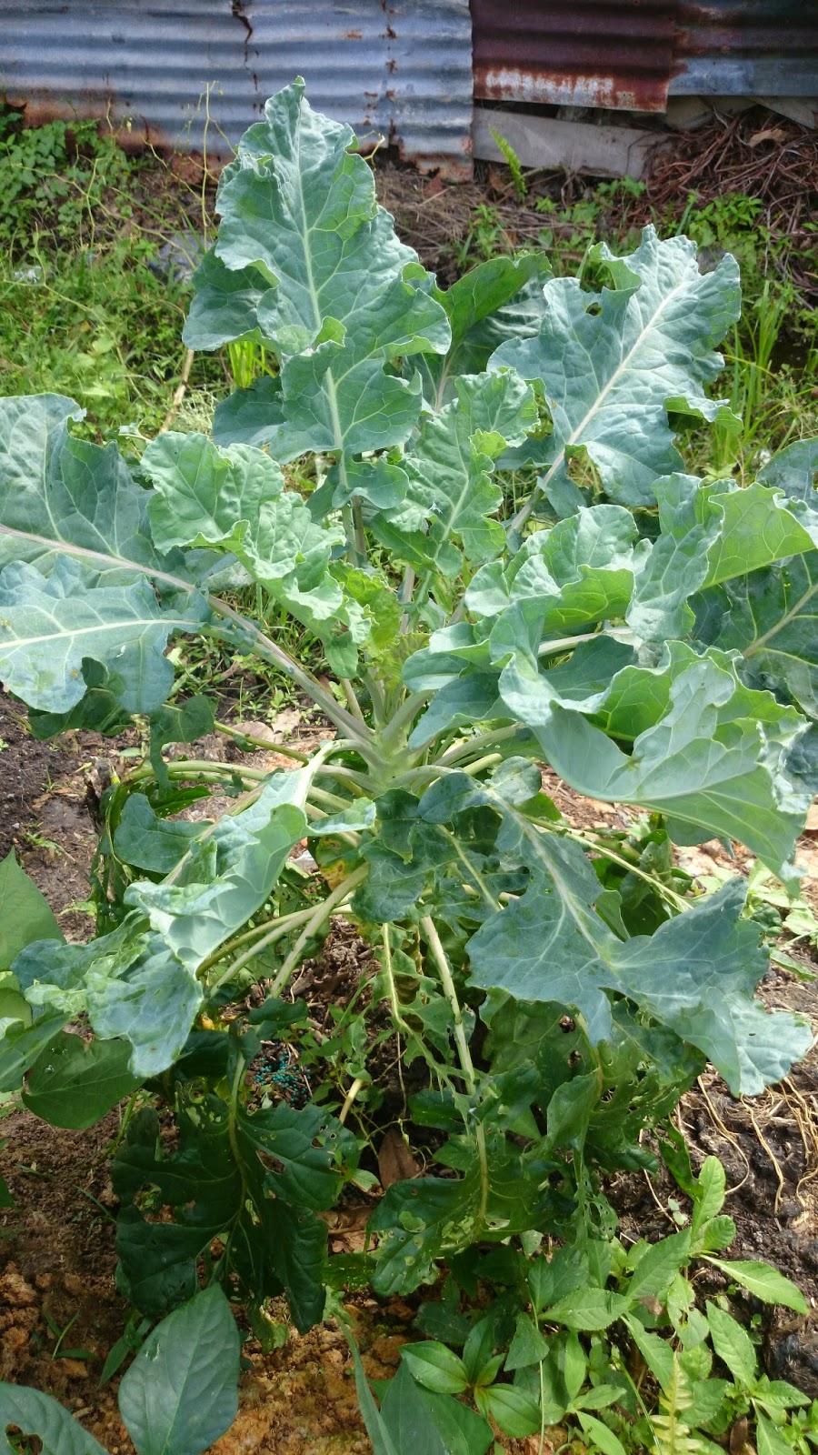 SAWI PUTIH TAIWAN KINI BOLEH DITUAI - Rangkuman Cara Bertanam Lengkap